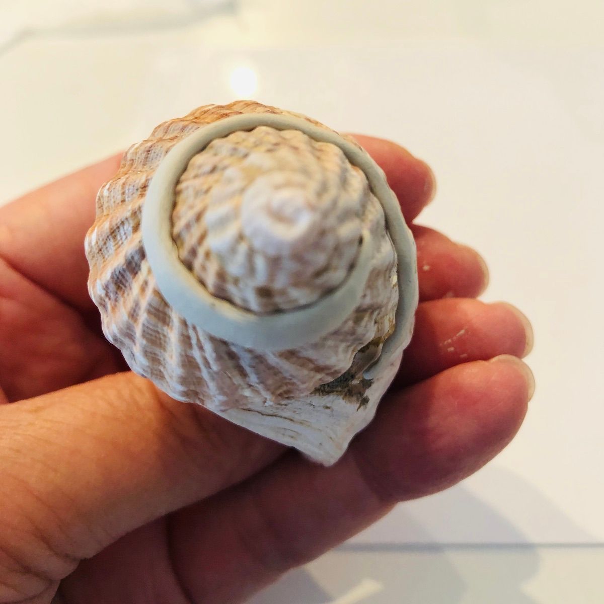 Sand Casting Silver Cockle Shells & Nature Inspired Jewellery With Anna ...